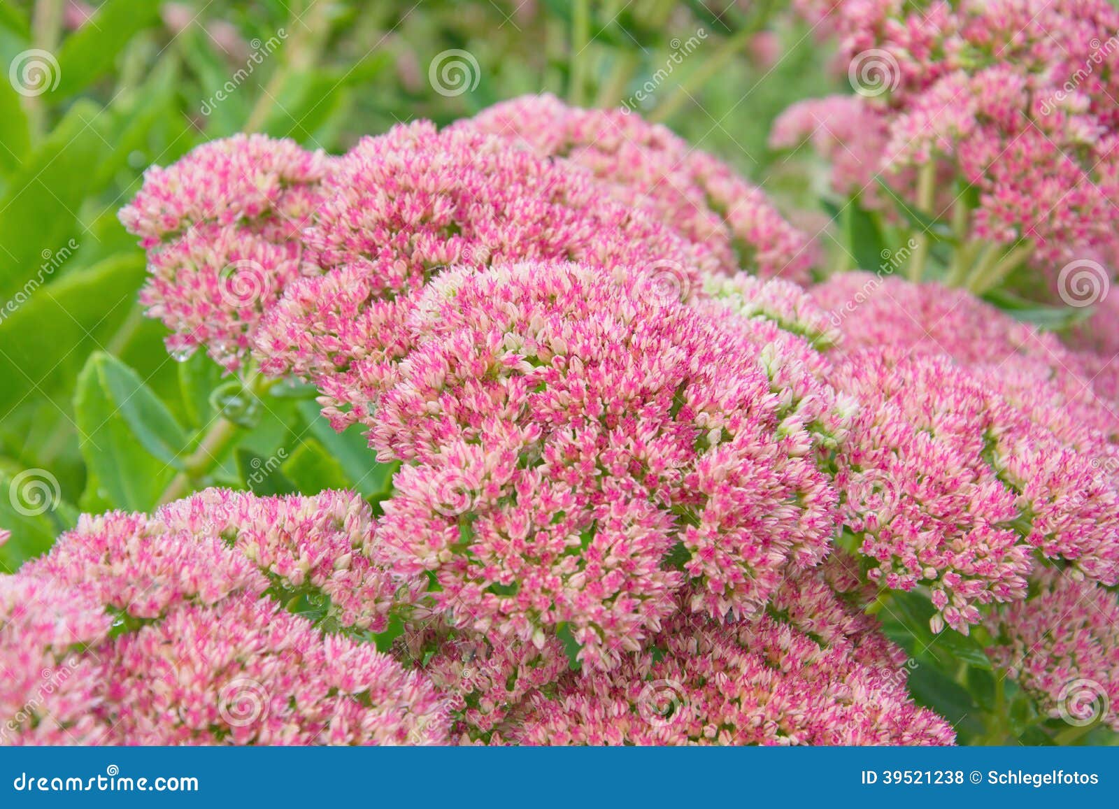 Flor Do Spiraea Na Natureza Foto de Stock - Imagem de naughty, colorido ...