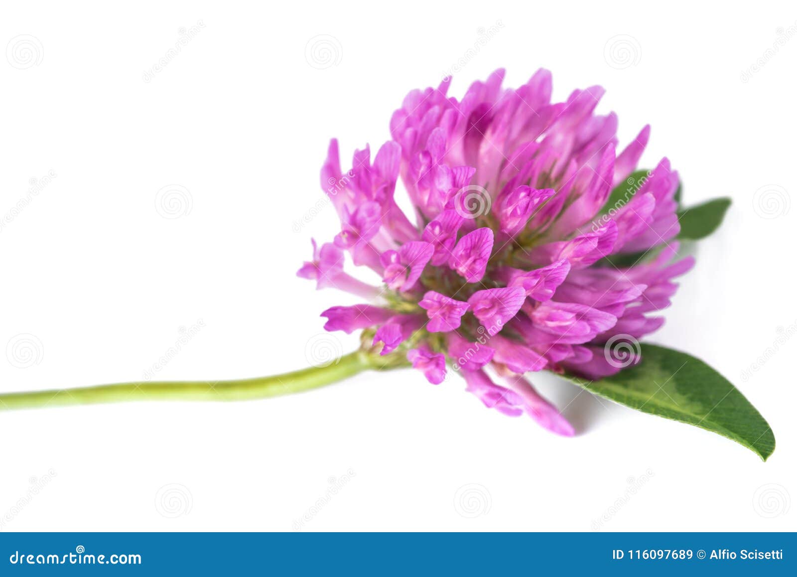 Flor do trevo vermelho imagem de stock. Imagem de flores - 116097689