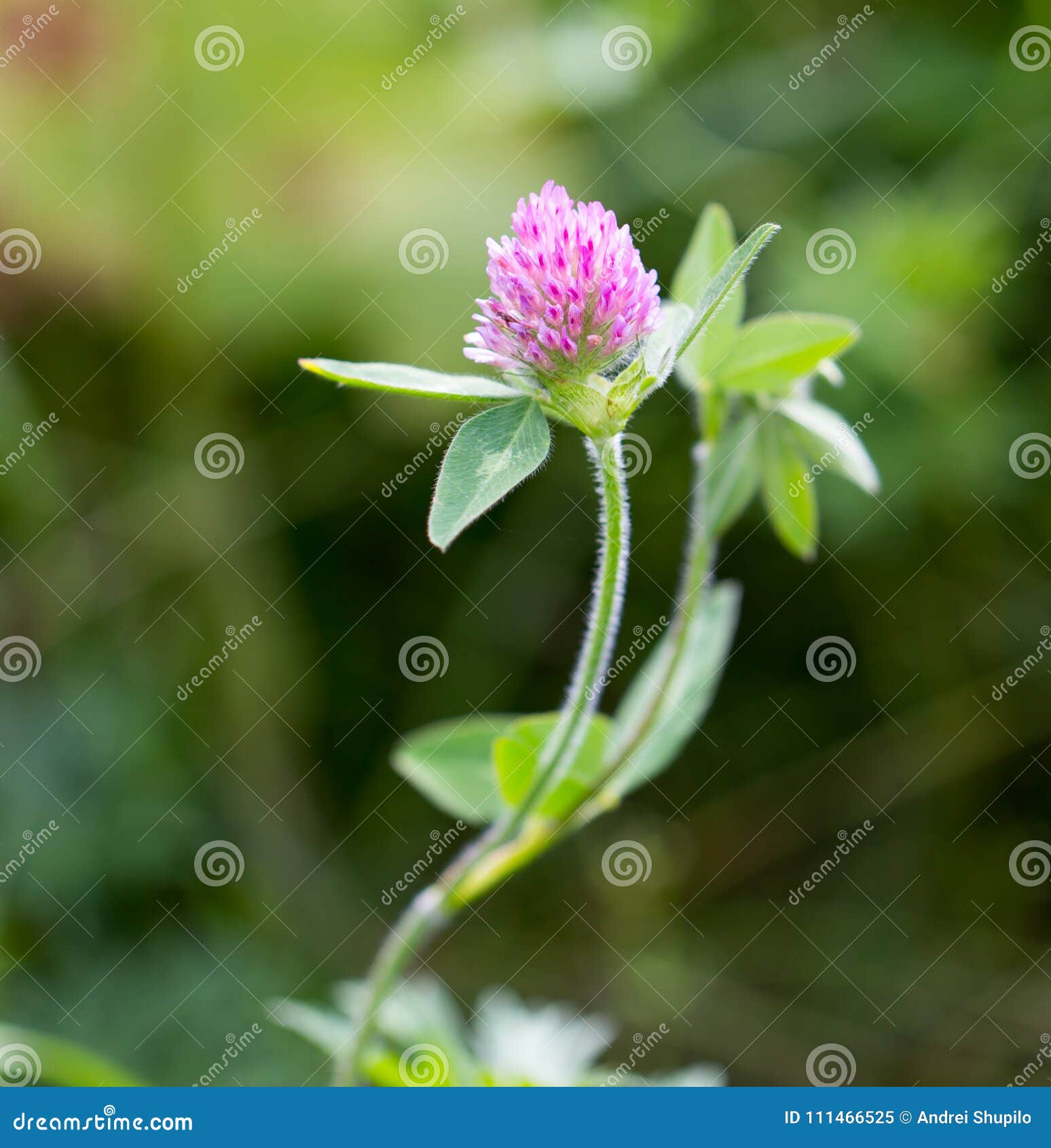 Flor Do Trevo Vermelho Na Natureza Imagem de Stock - Imagem de folha ...