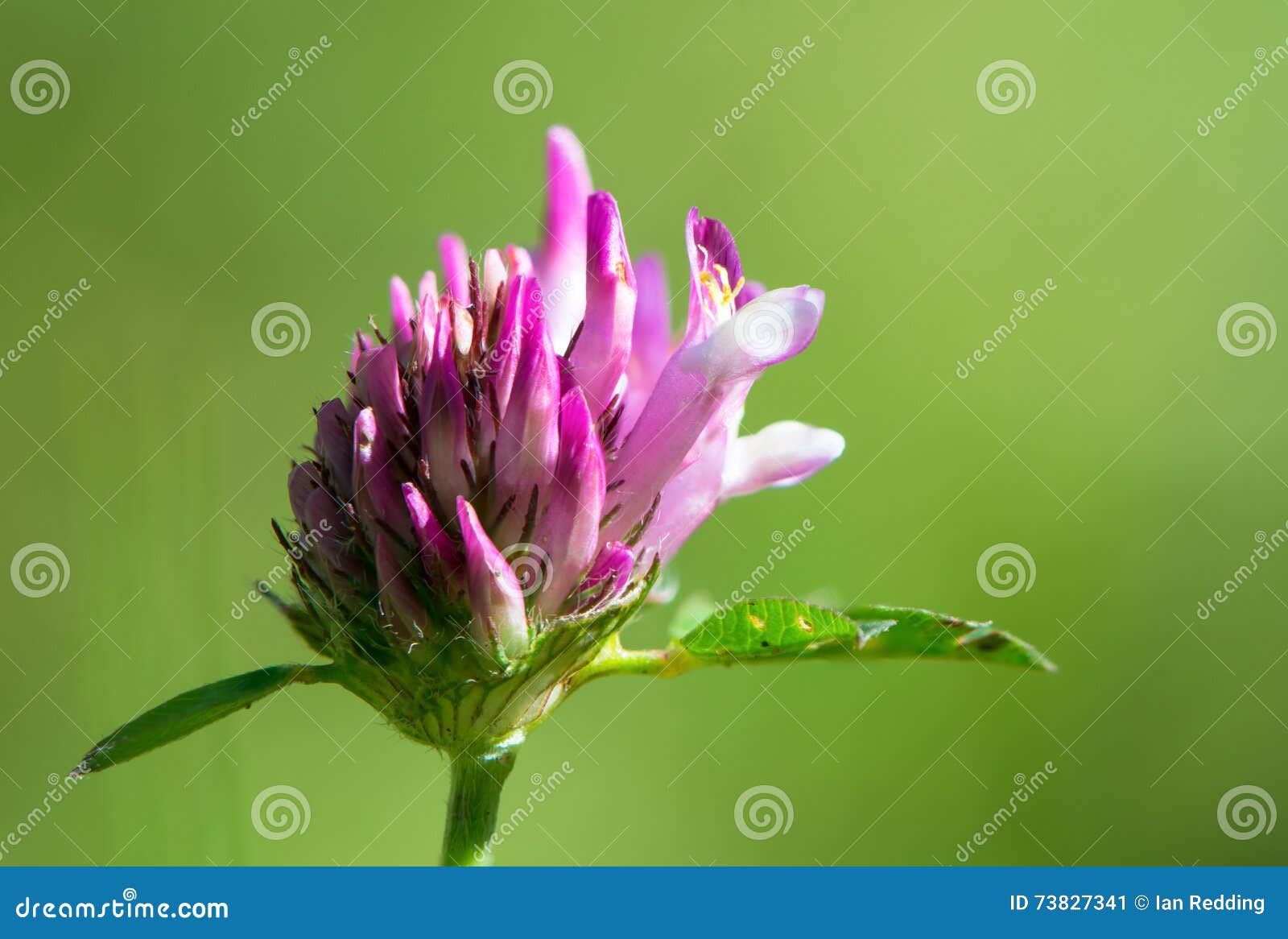 Flor Do Trevo Vermelho (pratense Do Trifolium) Imagem de Stock - Imagem ...