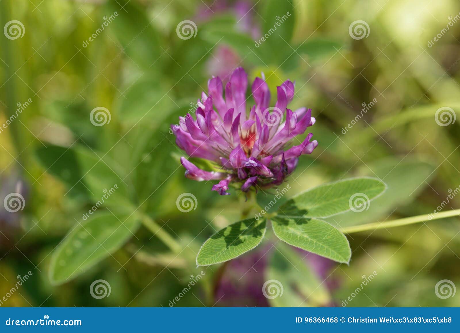 Flor Do Trevo Vermelho, Pratense Do Trifolium Foto de Stock - Imagem de ...
