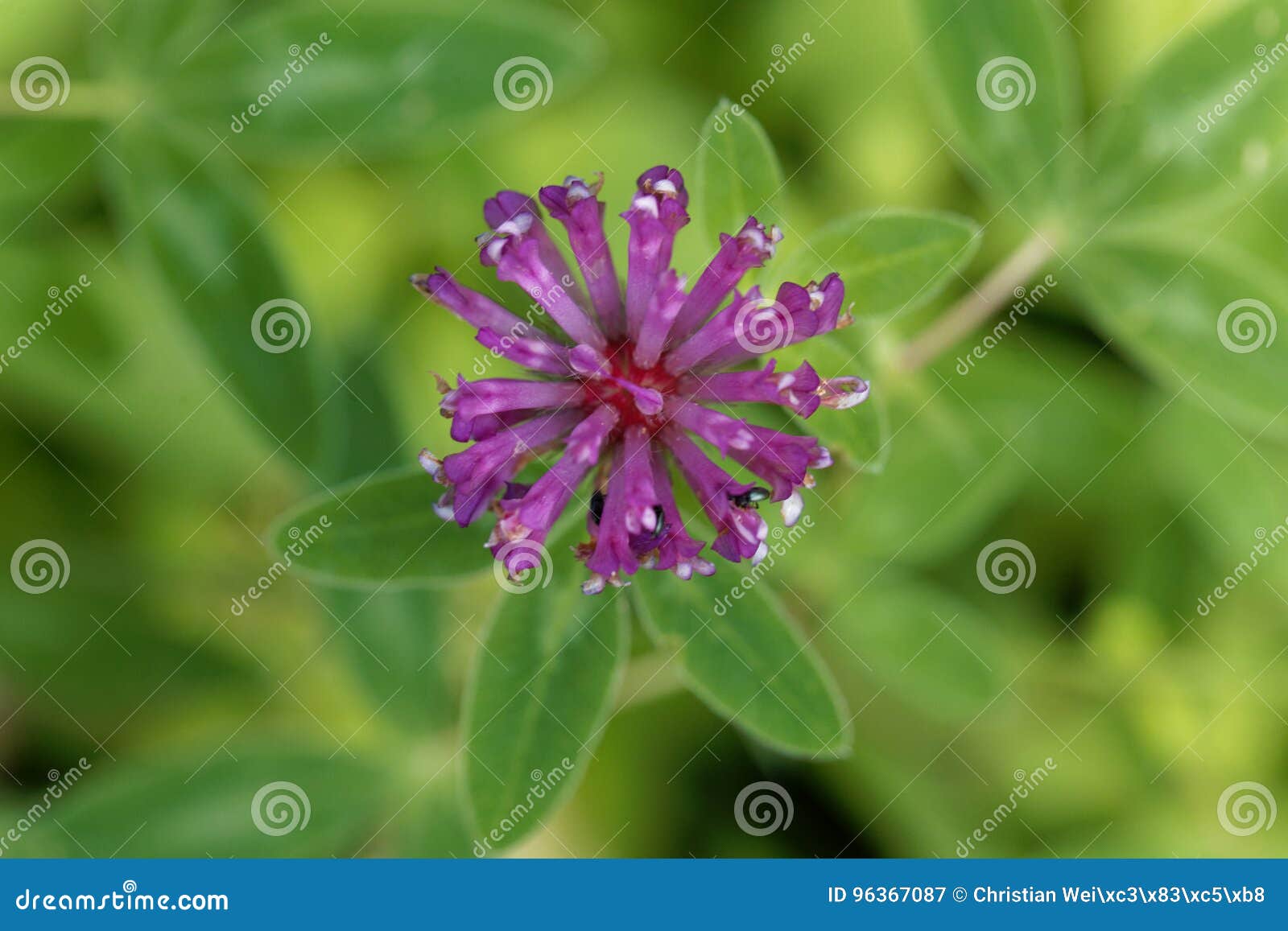 Flor Do Trevo Vermelho, Pratense Do Trifolium Imagem de Stock - Imagem ...
