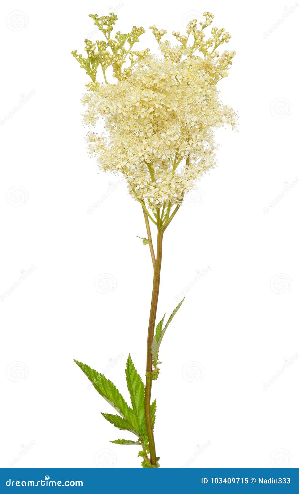 Flor Do Ulmaria De Filipendula Imagem de Stock - Imagem de floral ...