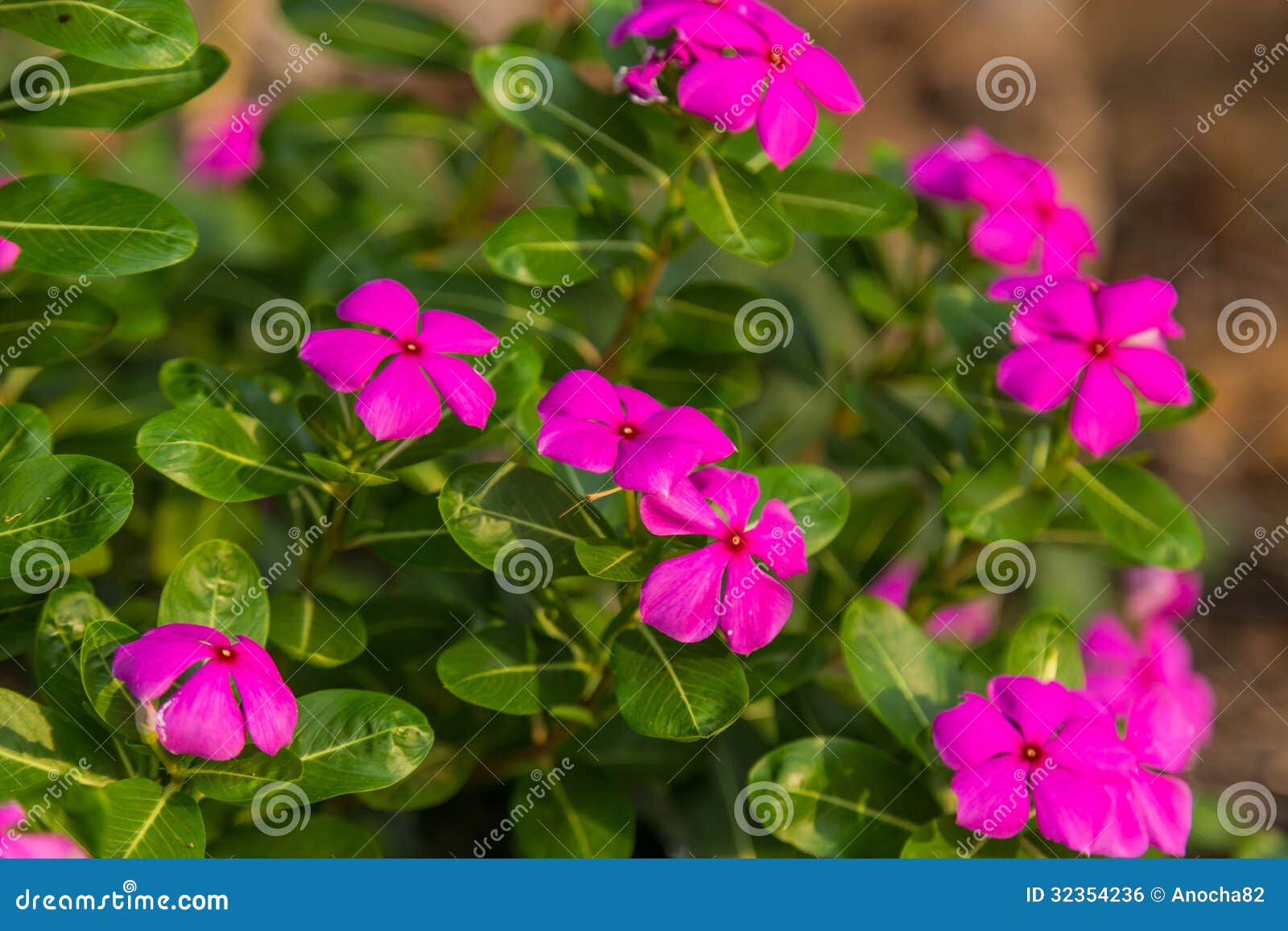 Flor do Vinca foto de stock. Imagem de crescimento, feminina - 32354236