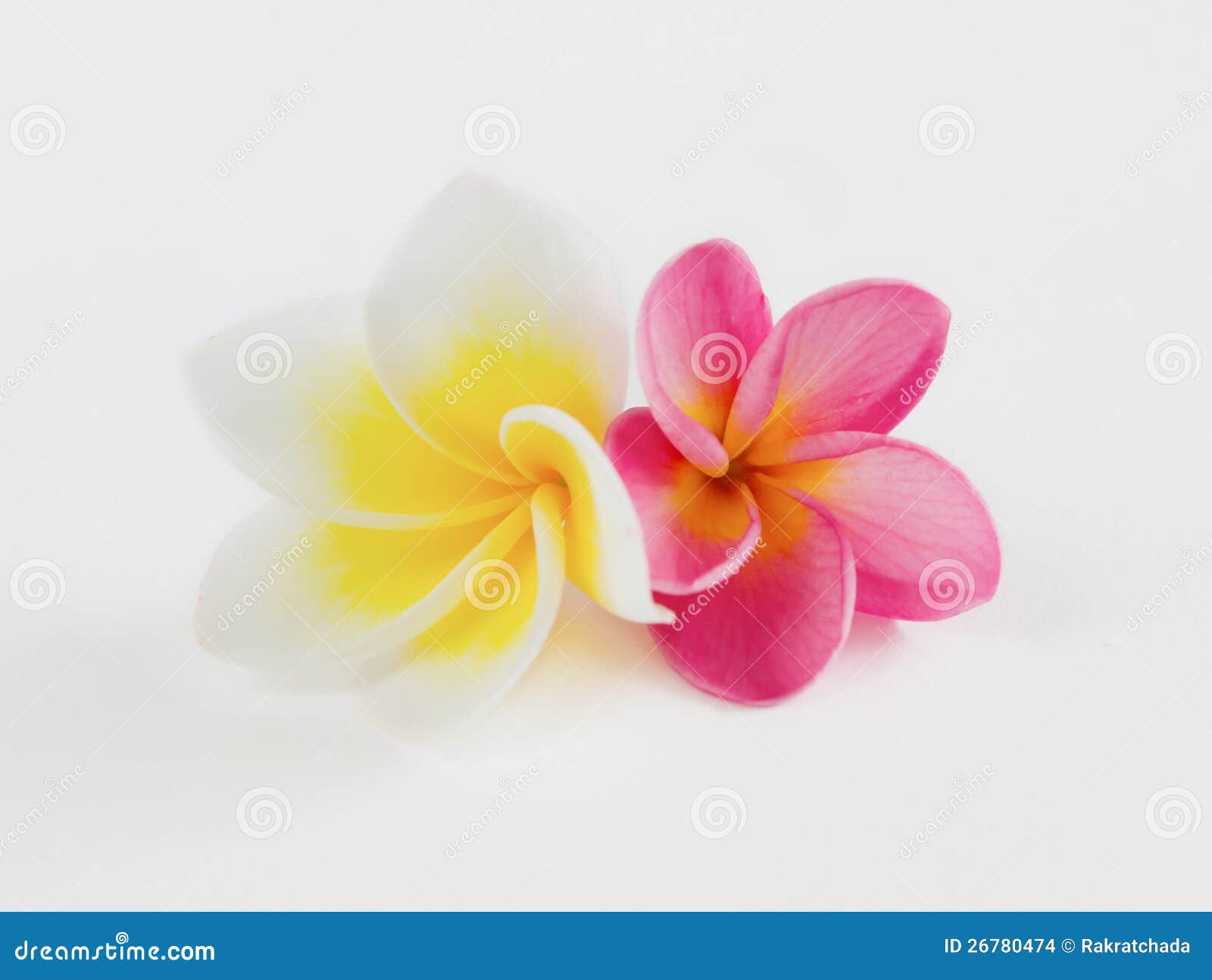 Flor dos foto de archivo. Imagen de verano, hermoso, relaje - 26780474