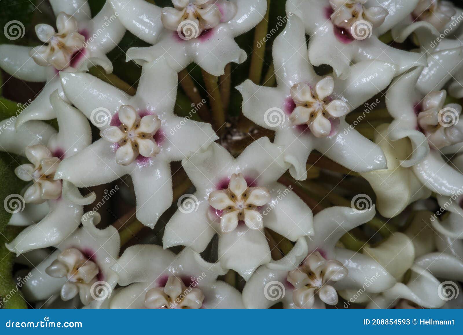 Flor dulce imagen de archivo. Imagen de amor, inflorescencia - 208854593