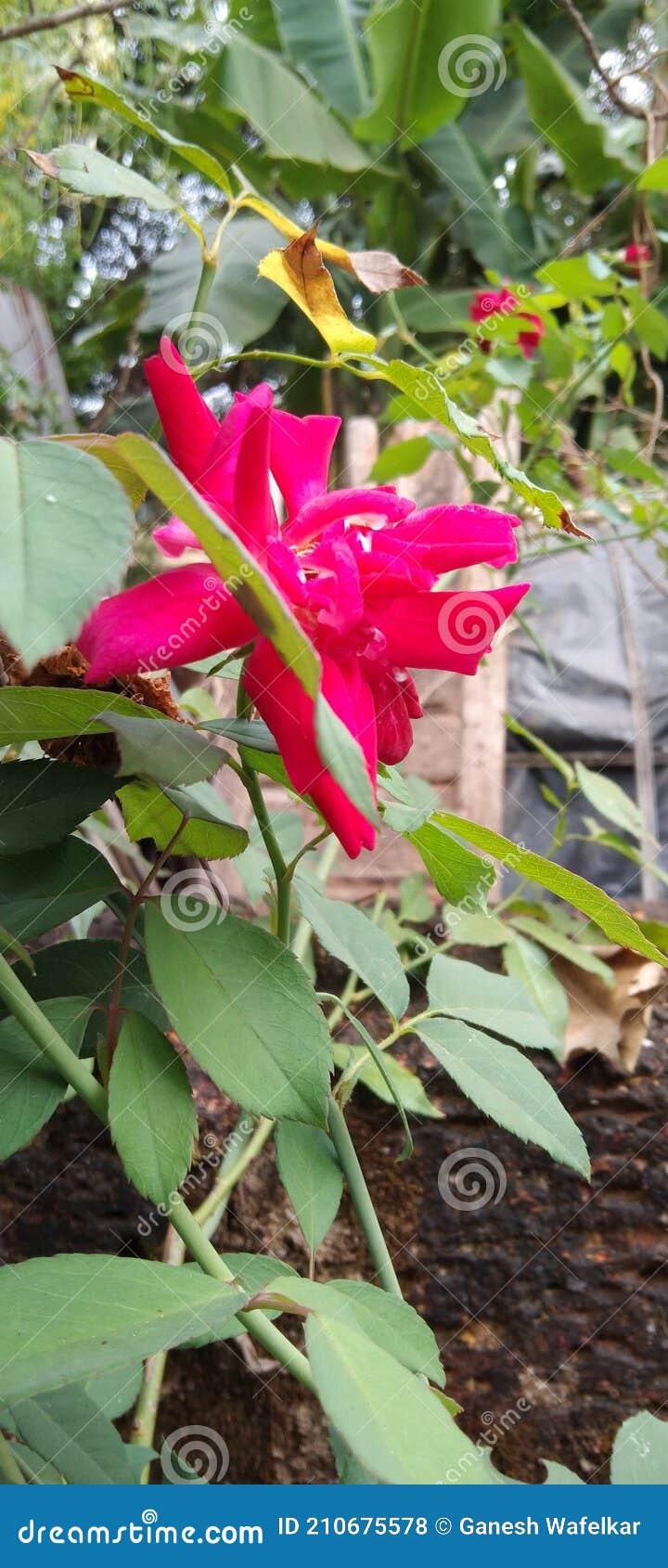 Flor dulce foto de archivo. Imagen de perenne, dulce - 210675578