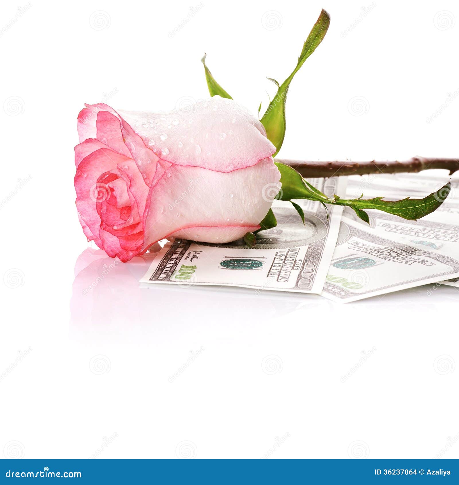 Flor e dinheiro de Rosa foto de stock. Imagem de amor - 36237064