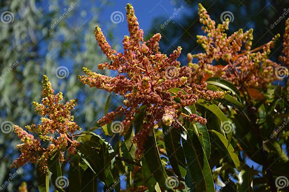 Flor e folhas da manga imagem de stock. Imagem de produto - 28669803