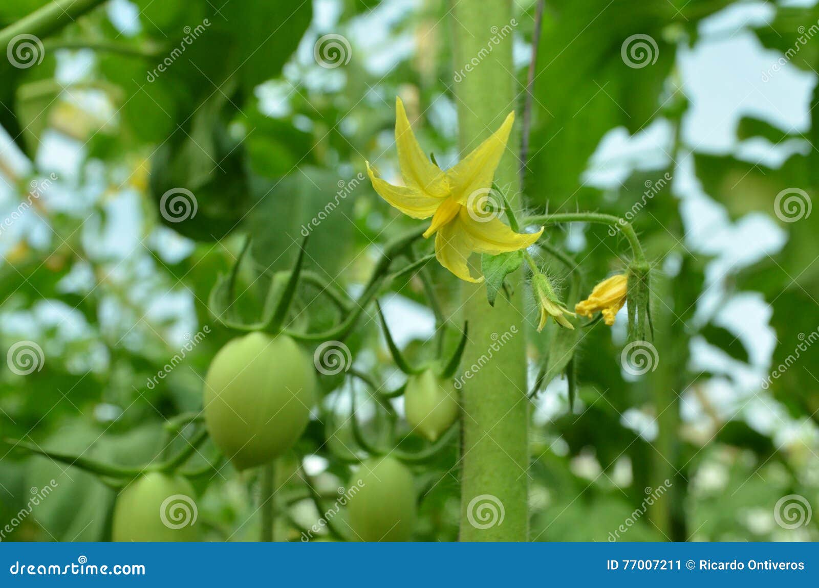 Flor E Fruto Da Planta De Tomate Imagem de Stock - Imagem de tomate ...