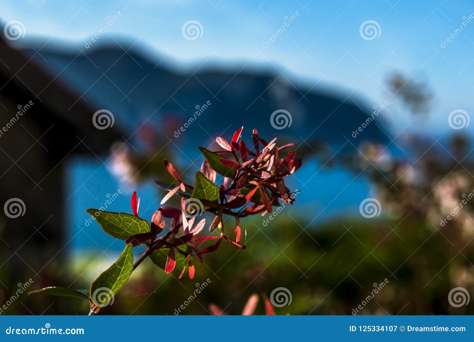 Flor e mar cor-de-rosa imagem de stock. Imagem de necessidades - 125334107