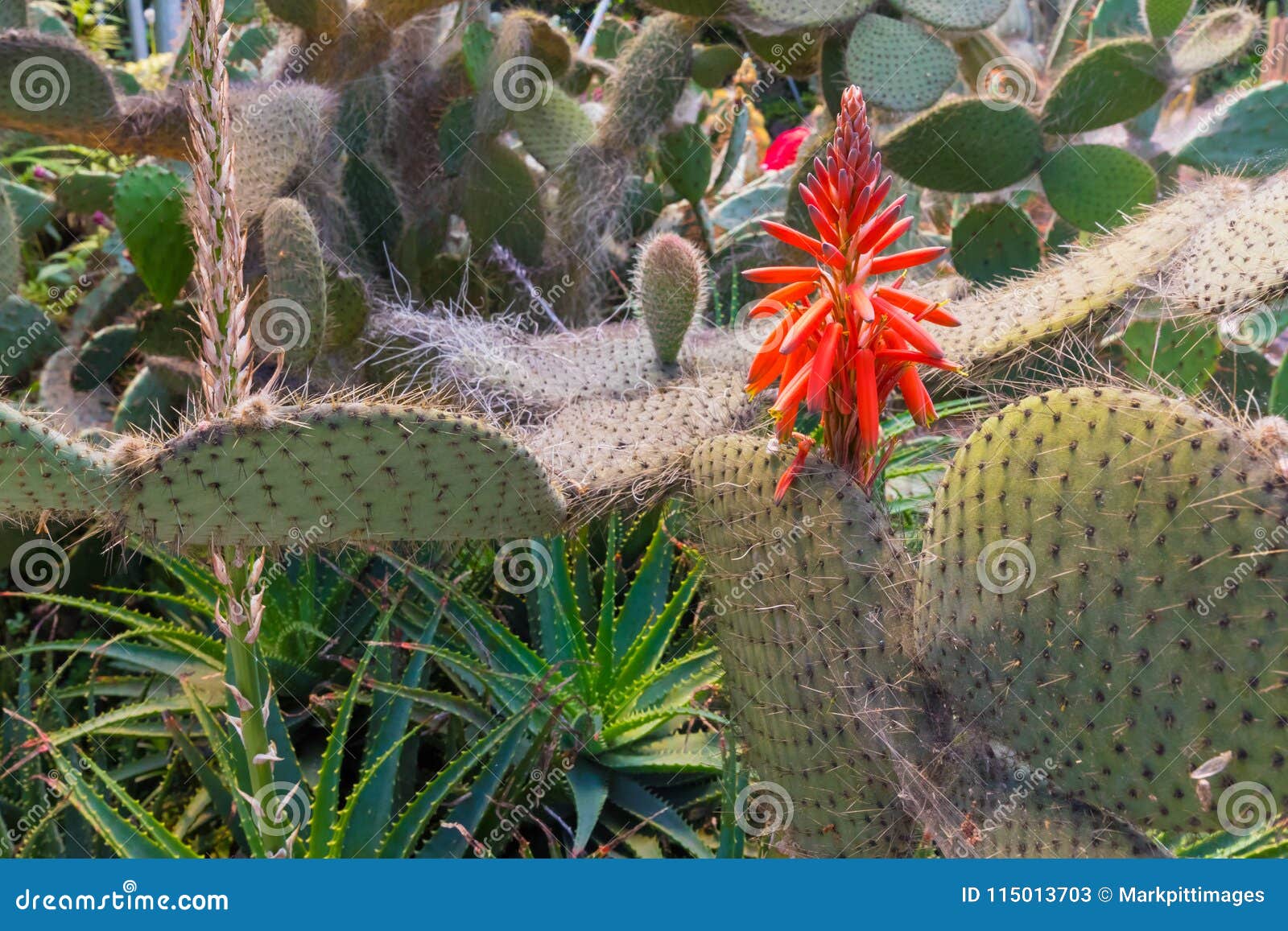 Flor Ecuador del cactus imagen de archivo. Imagen de arte - 115013703
