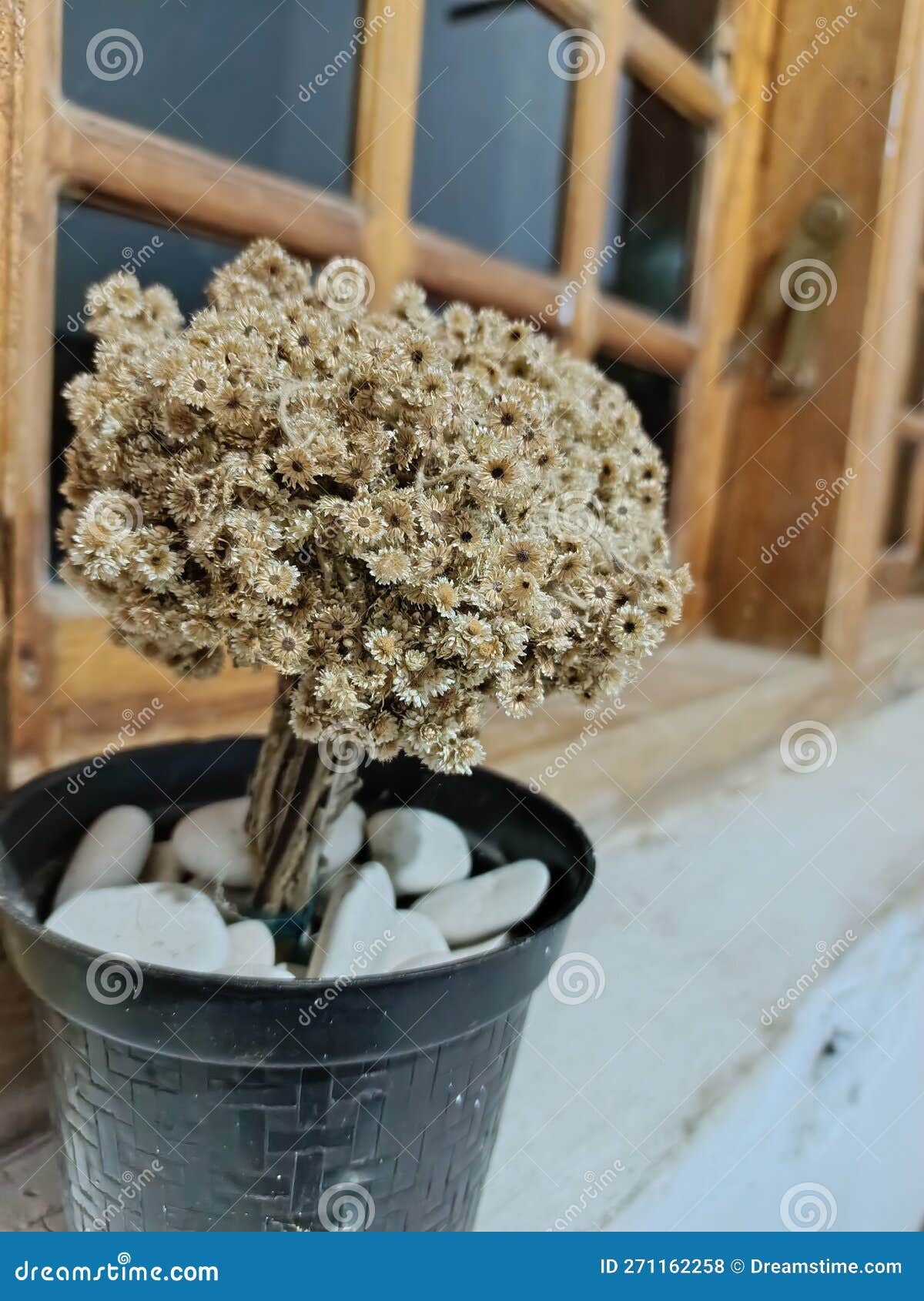 Flor Edelweiss De Dieng Indonesin Conhecida Como Flor Da Eternidade ...