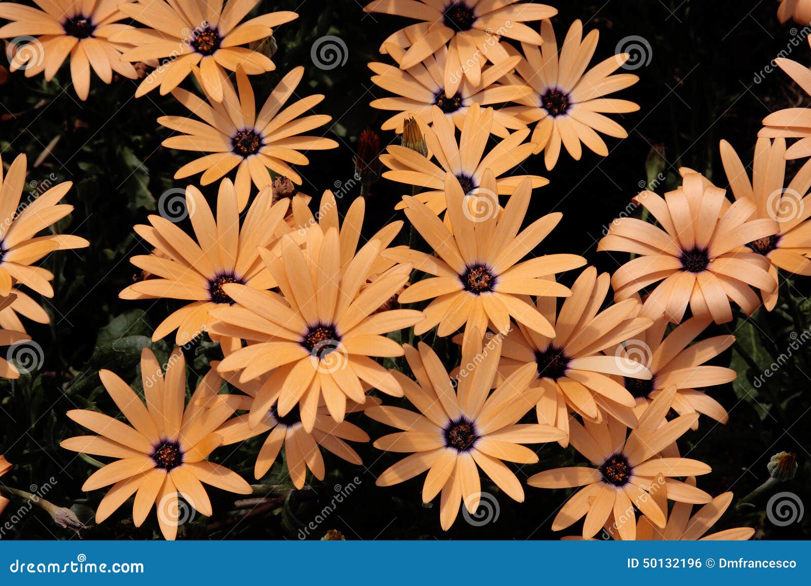 Flor Emilia Romagna Italy foto de archivo. Imagen de belleza - 50132196