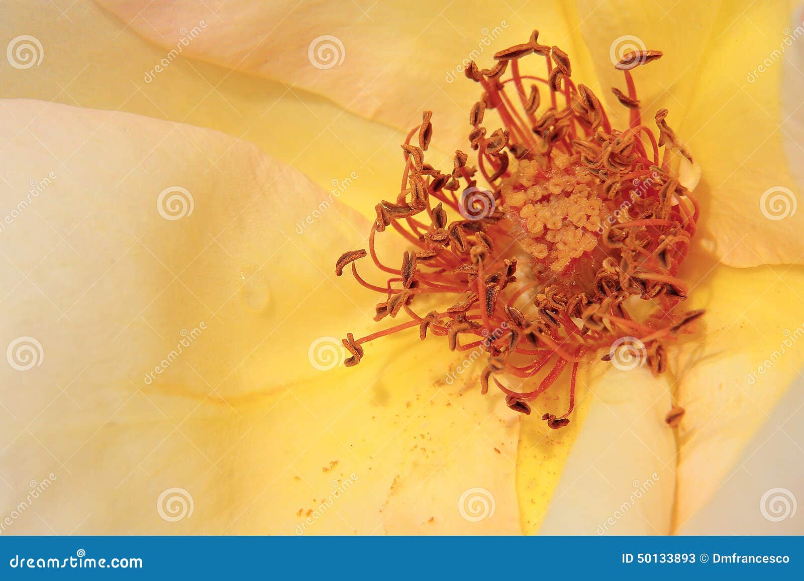 Flor Emilia Romagna Italy imagen de archivo. Imagen de primer - 50133893