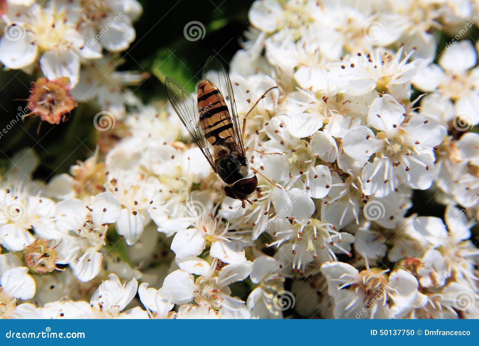 Flor Emilia Romagna Italy foto de archivo. Imagen de salir - 50137750