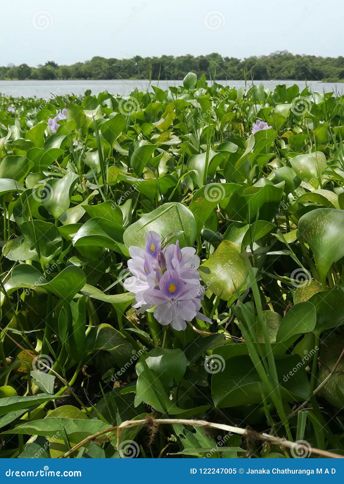 Flor En El Lago En Sri Lanka Imagen de archivo - Imagen de flor, lagos ...