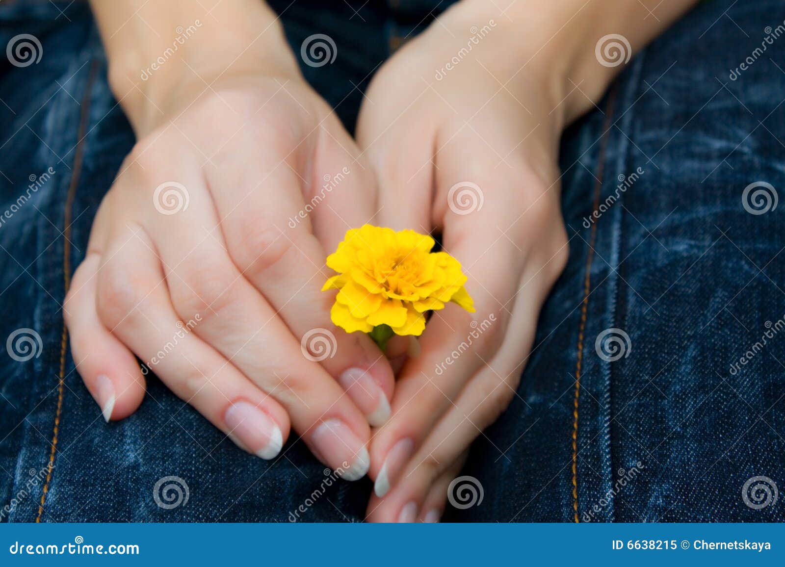 Flor en la mano imagen de archivo. Imagen de verano, ambiente - 6638215