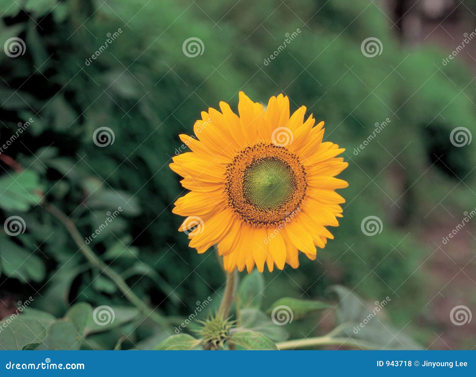 Flor En La Naturaleza Imagen. Imagen: 943718