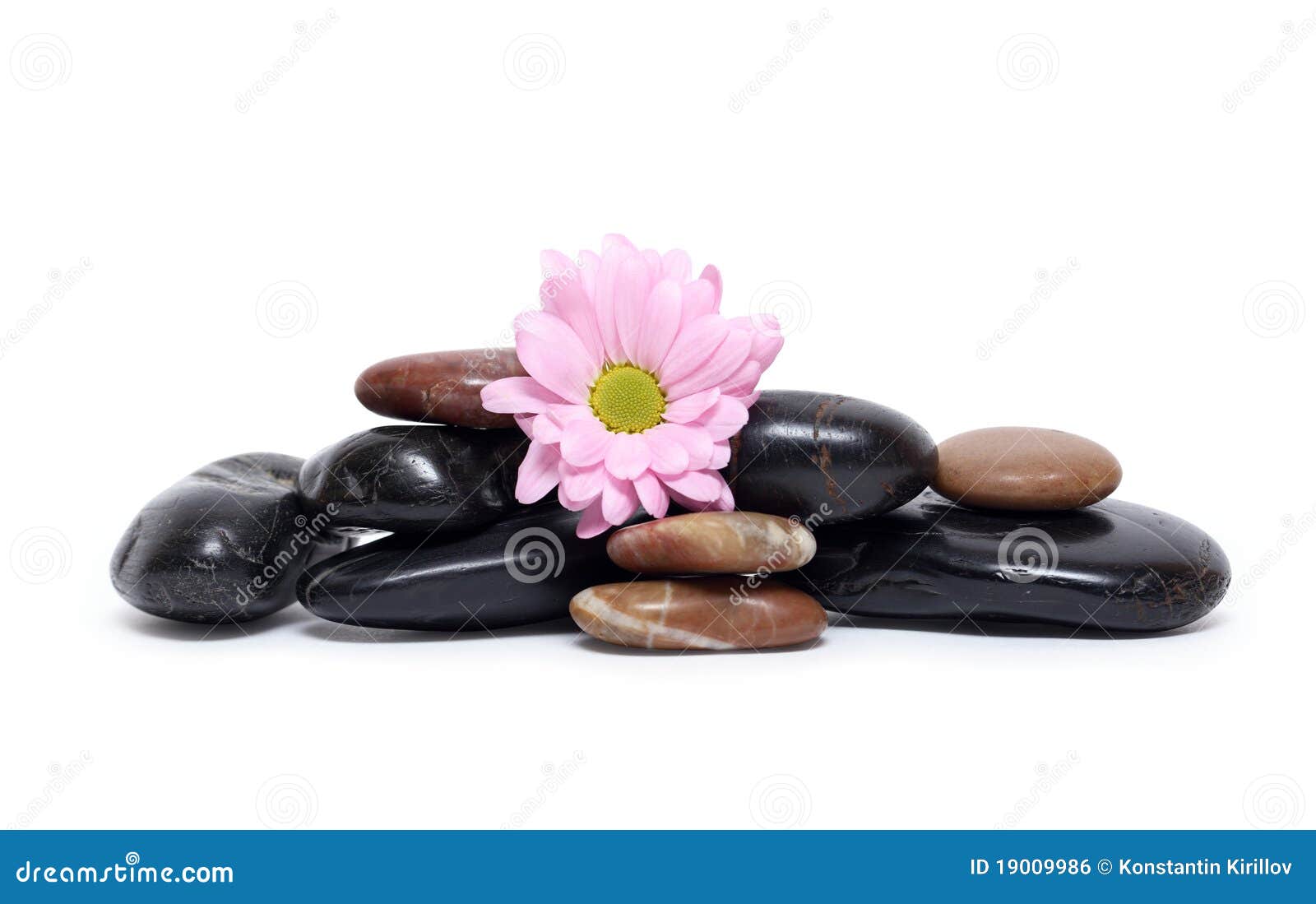 Flor en piedras foto de archivo. Imagen de piedra, equilibrio - 19009986