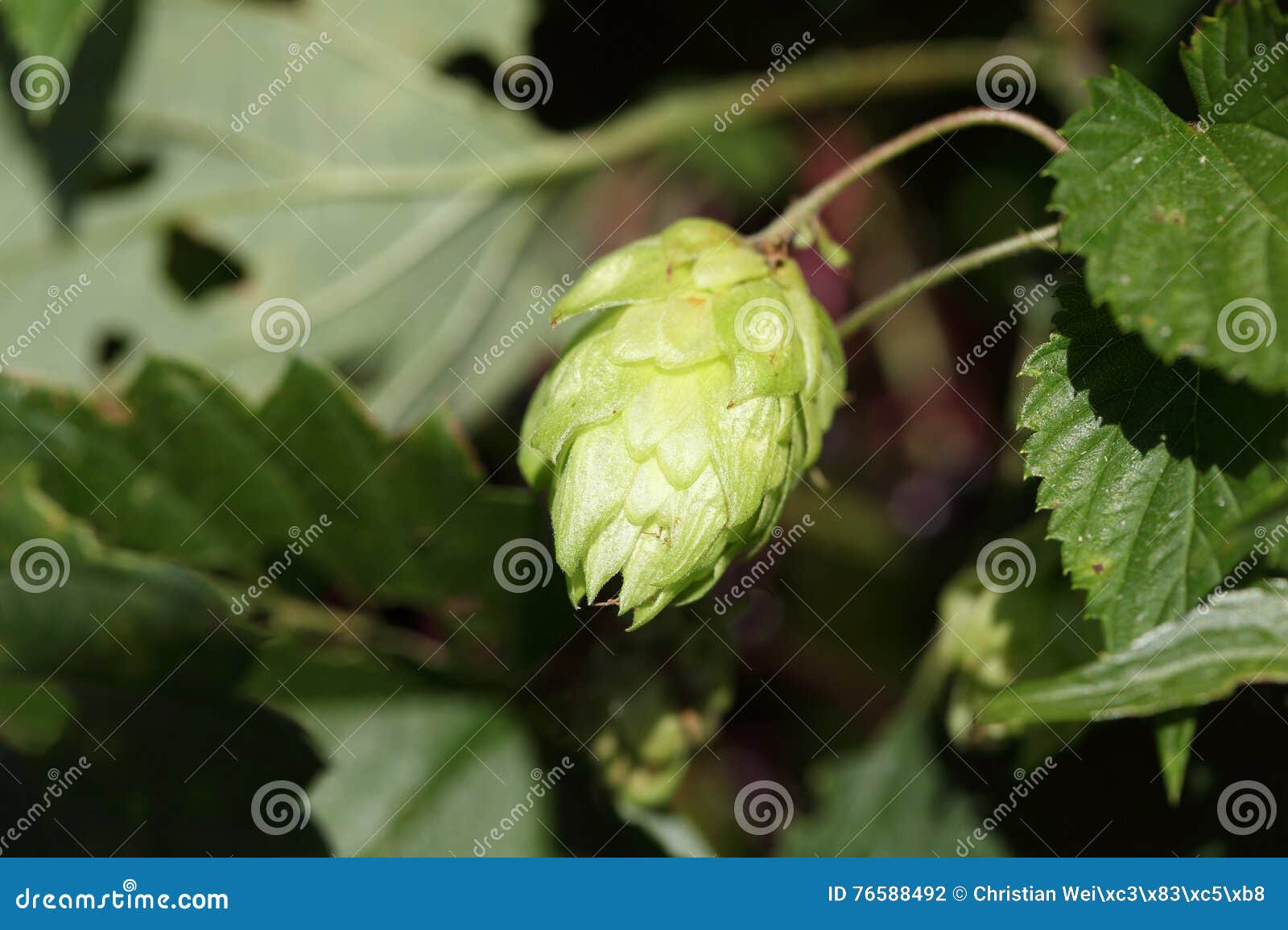 Flor Fêmea Do Lúpulo & Do X28; Lupulus& X29 Do Humulus; Foto de Stock ...