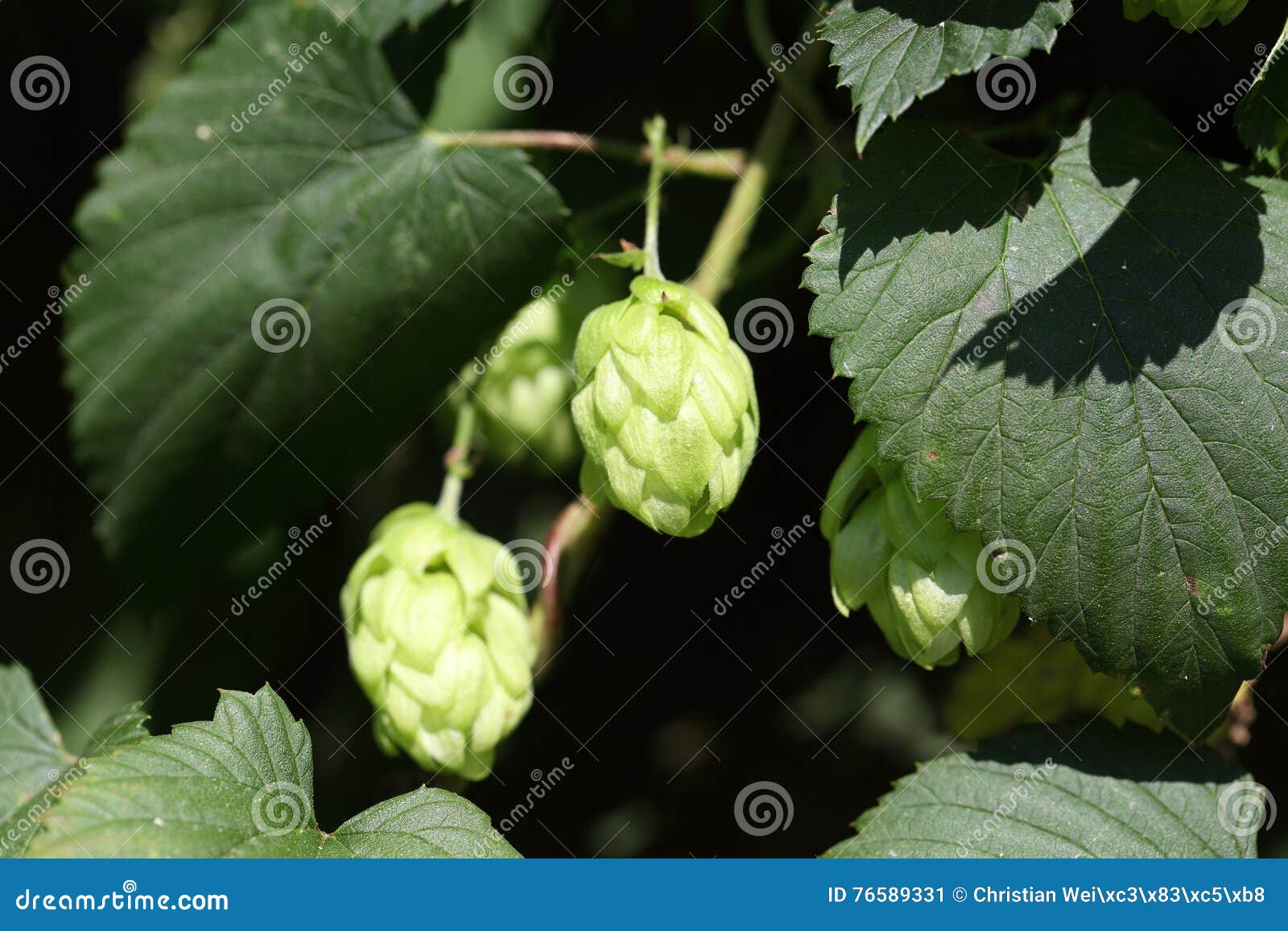 Flor Fêmea Do Lúpulo & Do X28; Lupulus& X29 Do Humulus; Imagem de Stock ...