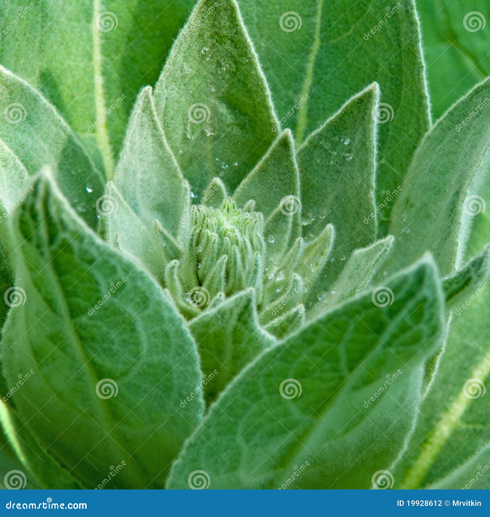 Flor Fechada Verde Incomun Com Gotas De Orvalho Foto de Stock - Imagem ...
