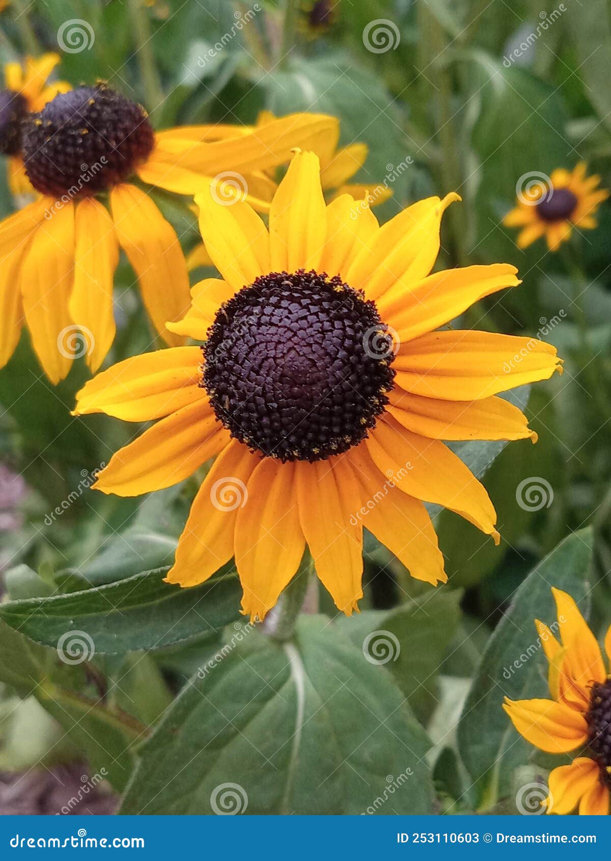 Flor feliz imagen de archivo. Imagen de feliz, planta - 253110603