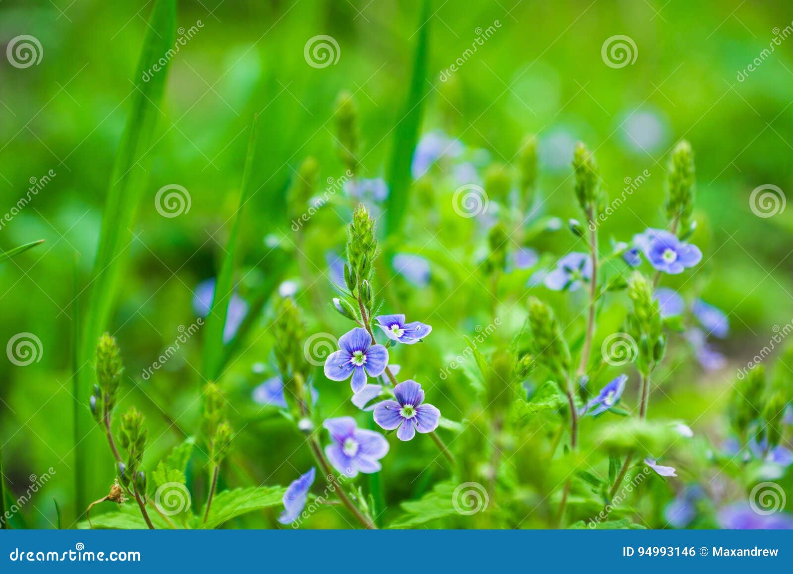 Flor Floreciente De Veronica Officinalis Foto de archivo - Imagen de ...