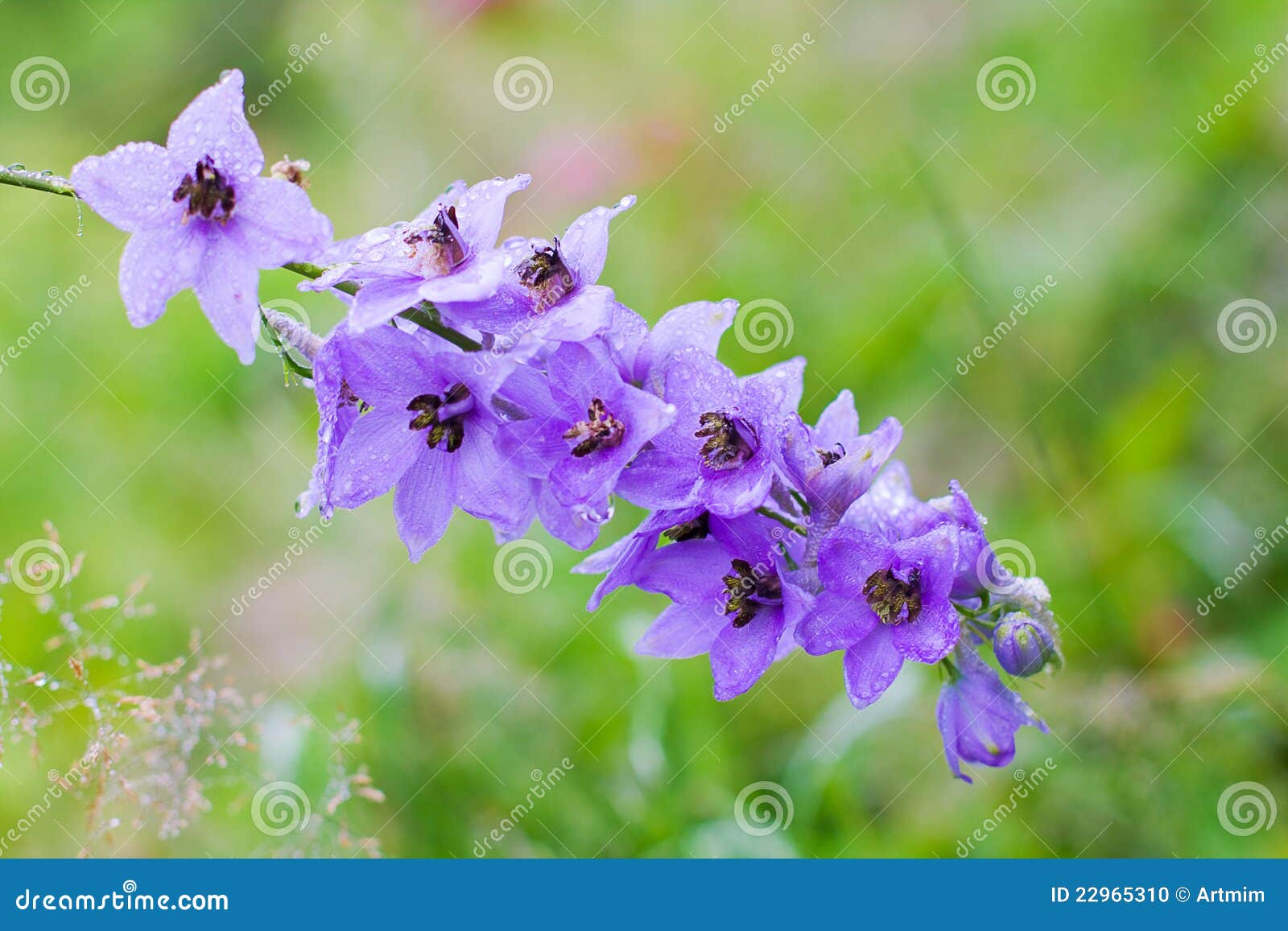 Flor - Flores Del Delphinium Foto de archivo - Imagen de azul, planta ...