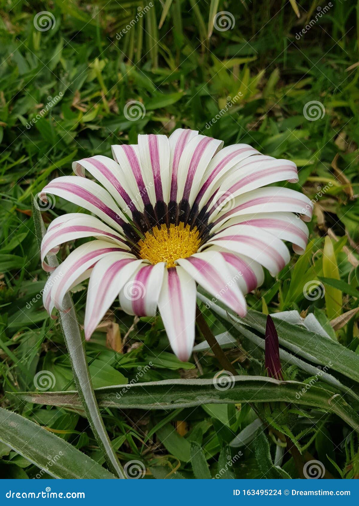 Flor 1 stock photo. Image of nature, flower, plant, green - 163495224