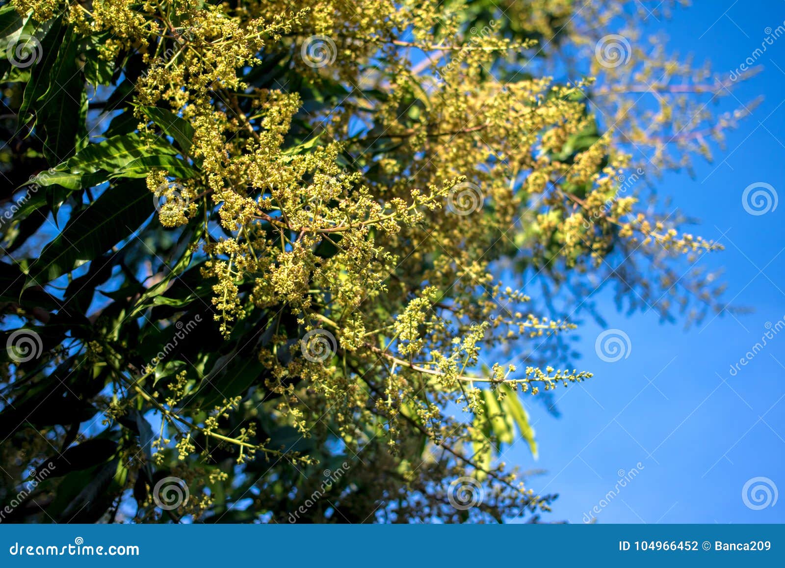 Flor fresca da manga foto de stock. Imagem de fruta - 104966452