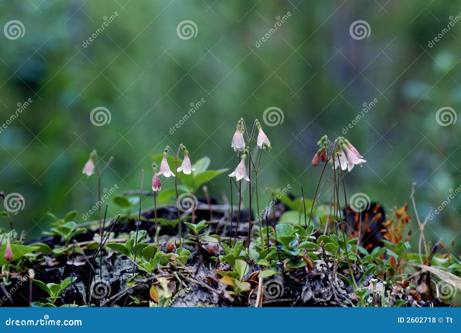 Flor gemela foto de archivo. Imagen de enselvado, flores - 2602718