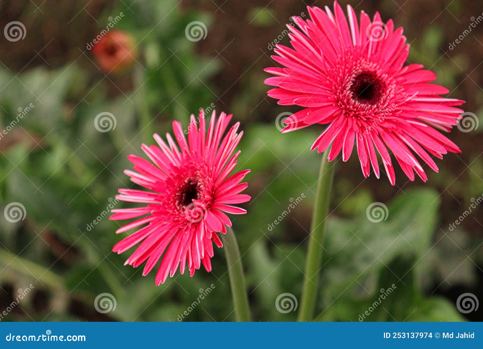 Flor Gerbera Rosa En La Granja Foto de archivo - Imagen de flor ...
