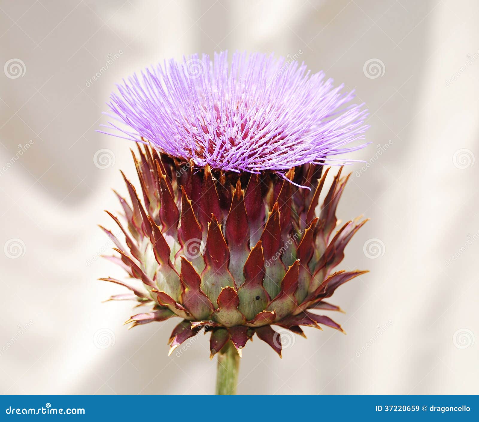 Flor gigante do cardo imagem de stock. Imagem de grande - 37220659