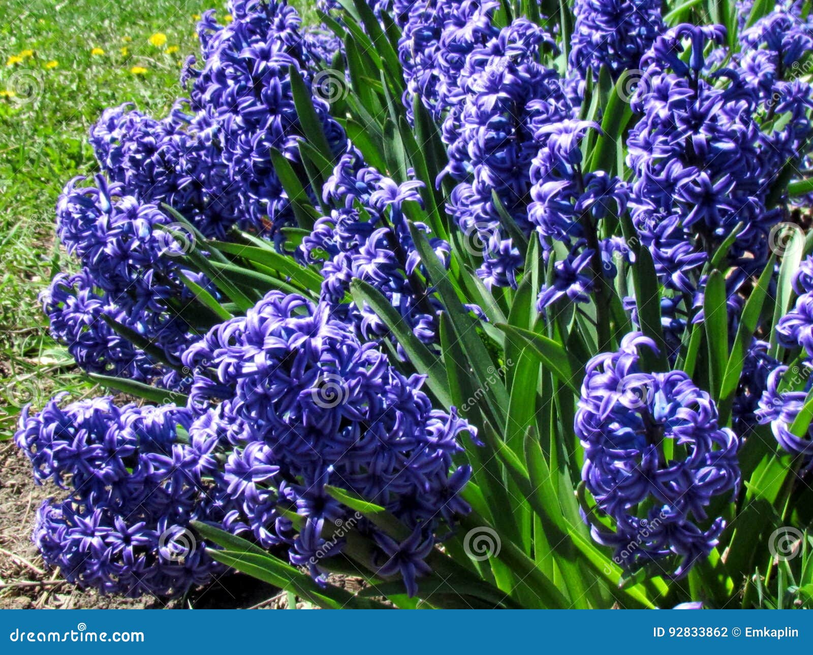 Flor Gitana Azul 2013 De La Reina De Thornhill Foto de archivo - Imagen de flora, color: 92833862