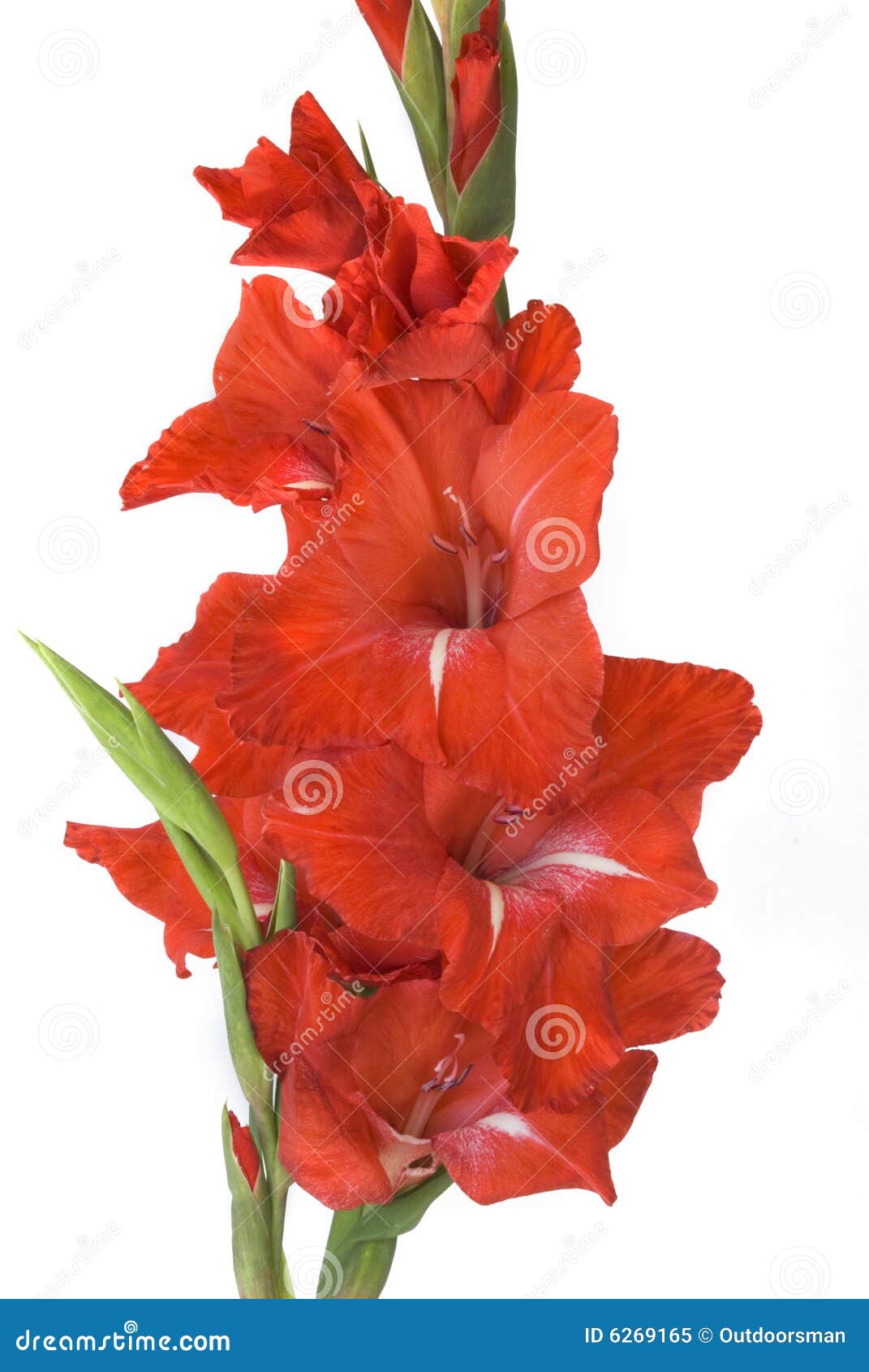 Flor-Gladiolo imagen de archivo. Imagen de cubo, blanco - 6269165