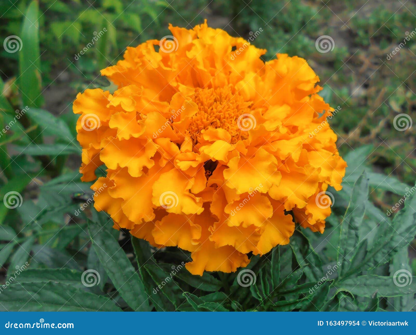 Flor Grande De Tagetes Erecta Foto de Stock - Imagem de jardim, grande ...