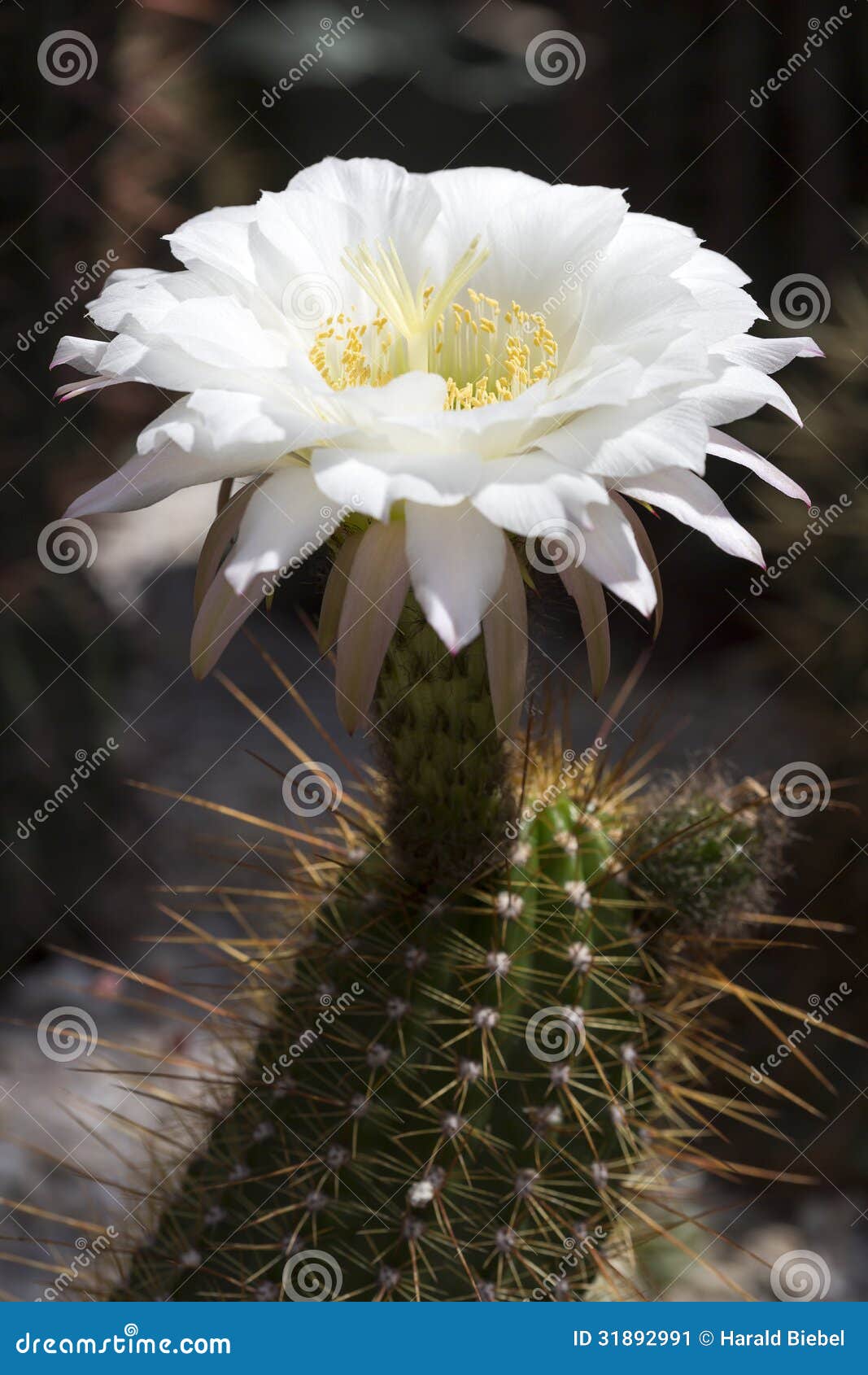 Flor grande del cactus imagen de archivo. Imagen de travieso - 31892991