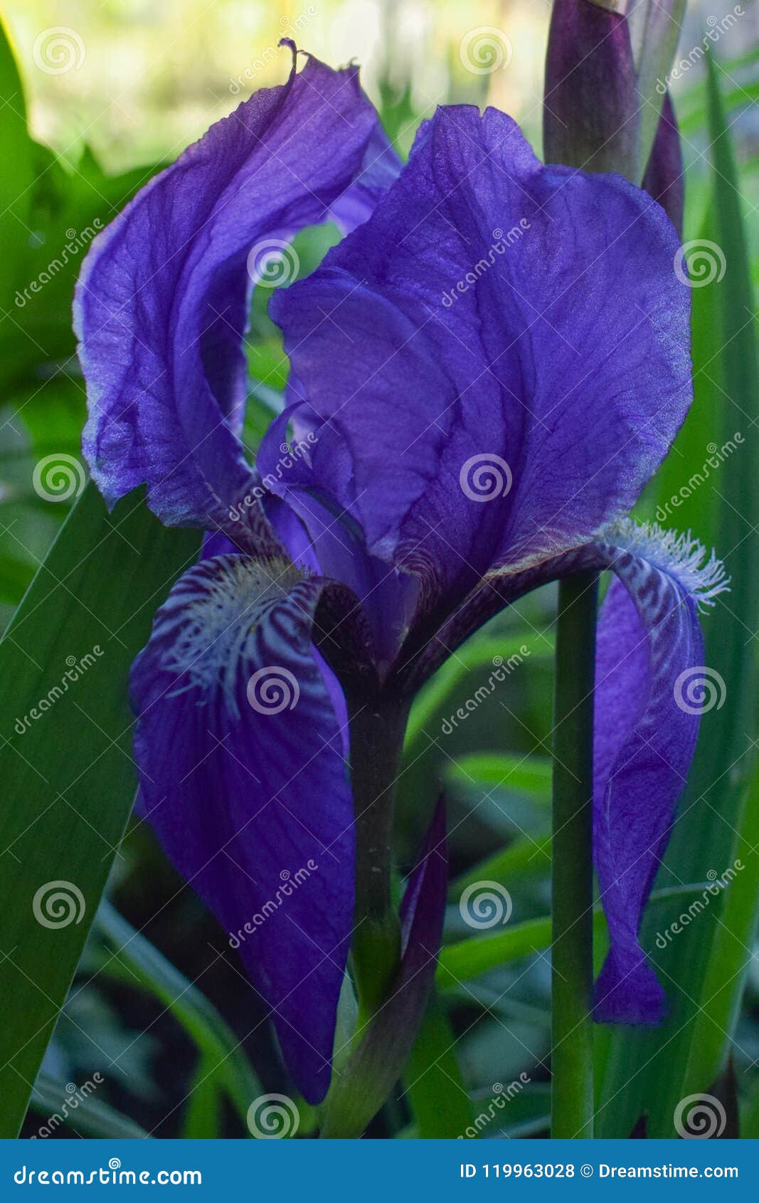 Flor grande del iris foto de archivo. Imagen de flor - 119963028
