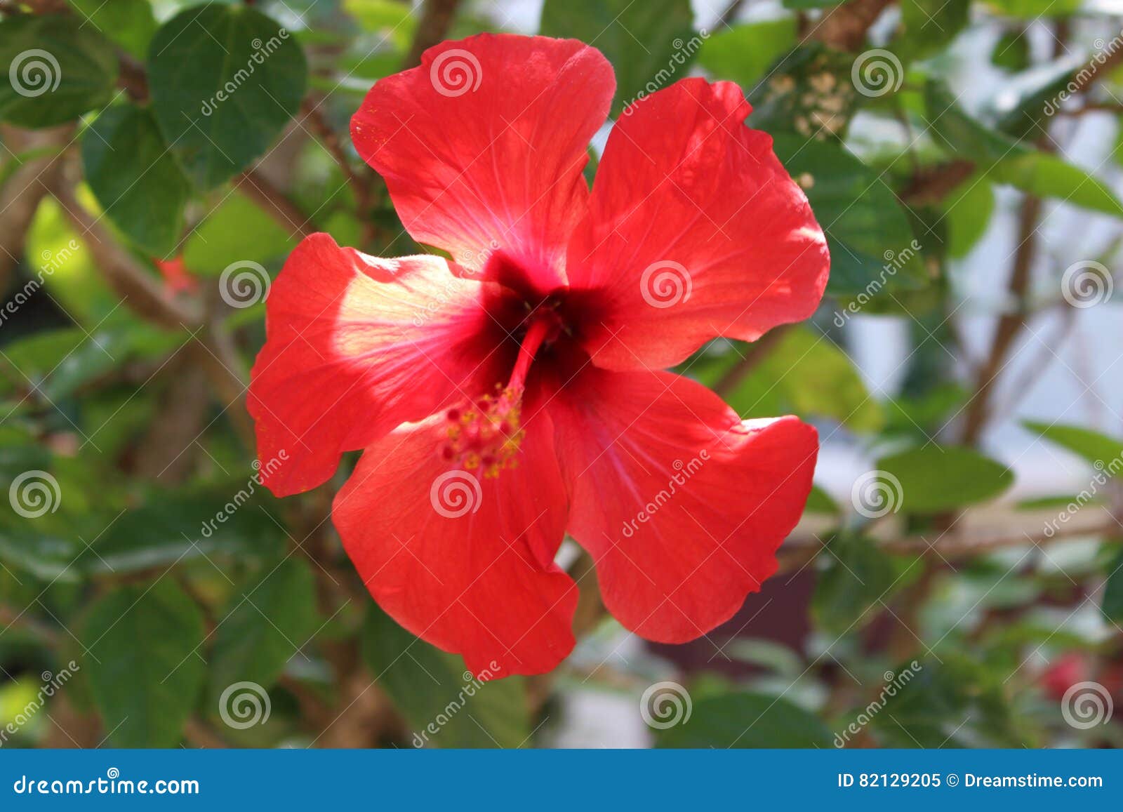 934 Flor Hawaiana Fotos - Libres de Derechos y Gratuitas de Dreamstime