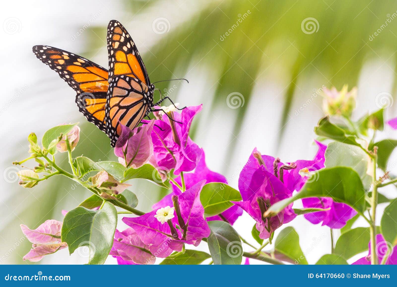 Flor hawaiana hermosa foto de archivo. Imagen de hawai - 64170660