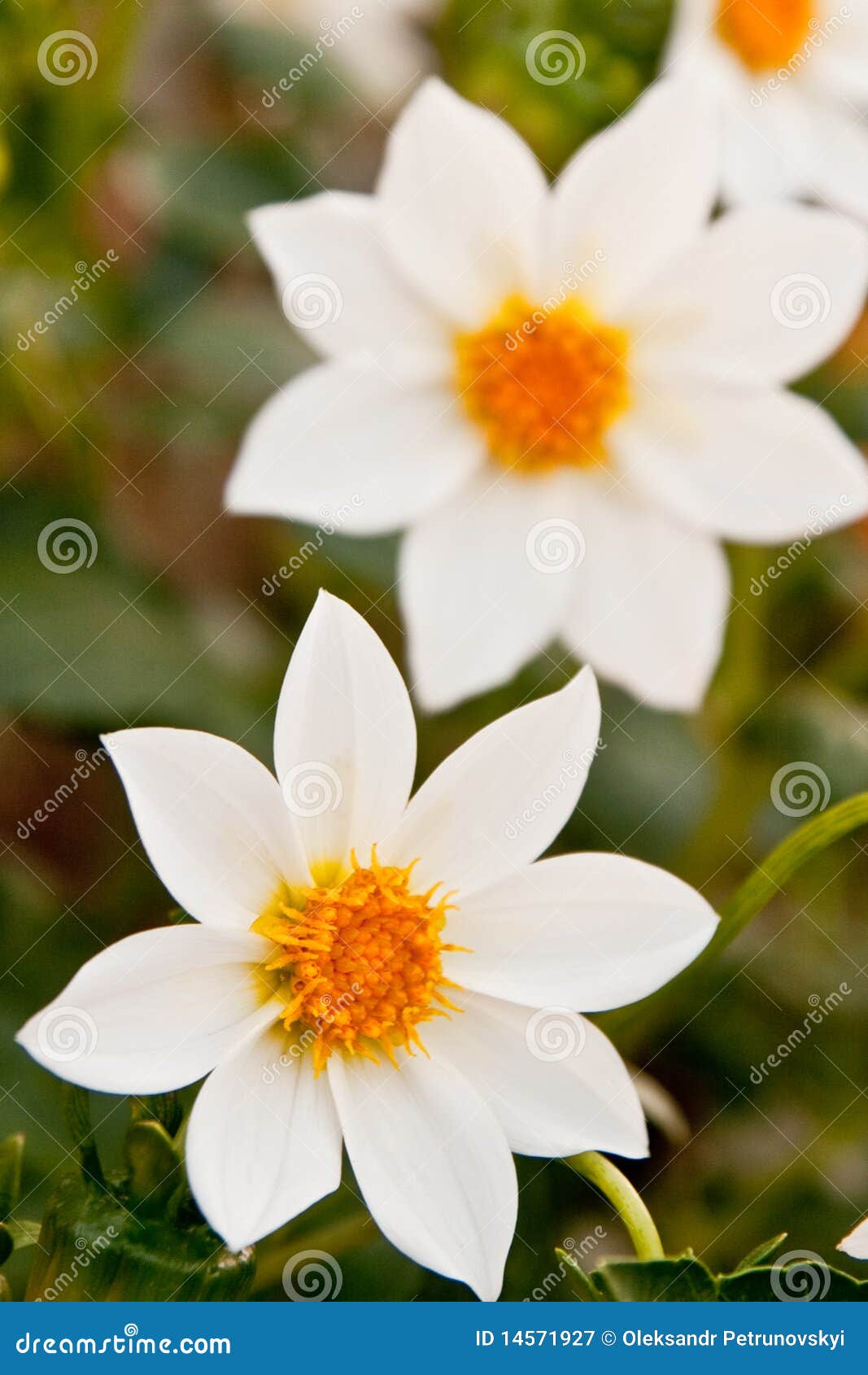 Flor hermosa imagen de archivo. Imagen de hierba, flor - 14571927