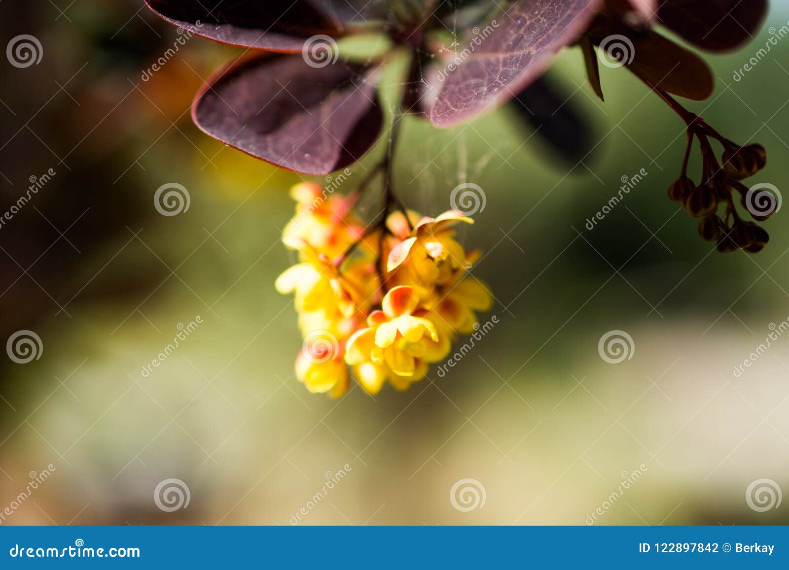 Flor hermosa del color foto de archivo. Imagen de cubo - 122897842