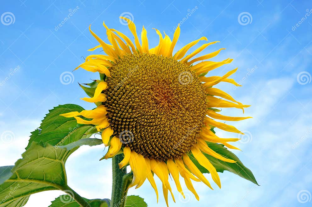 Flor hermosa del sol foto de archivo. Imagen de abierto - 16619746