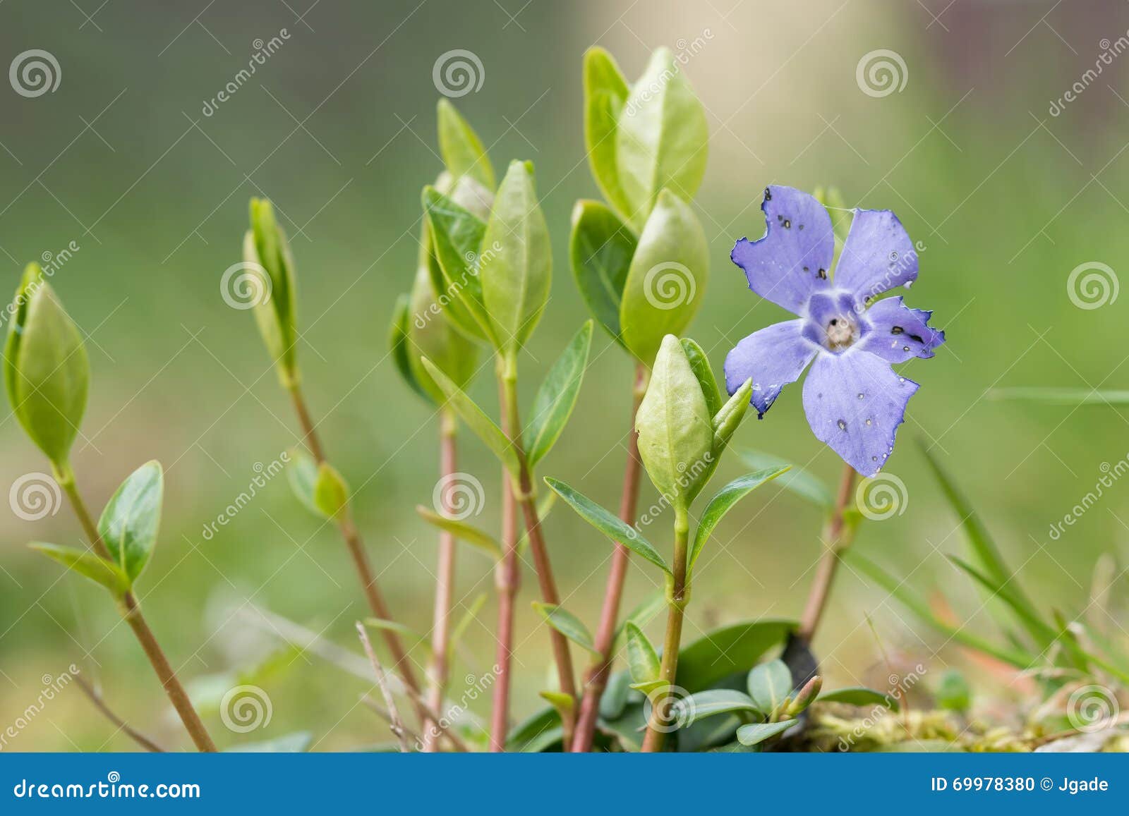 Flor Imperfecta Del Menor Del Vinca Foto de archivo - Imagen de cubo ...