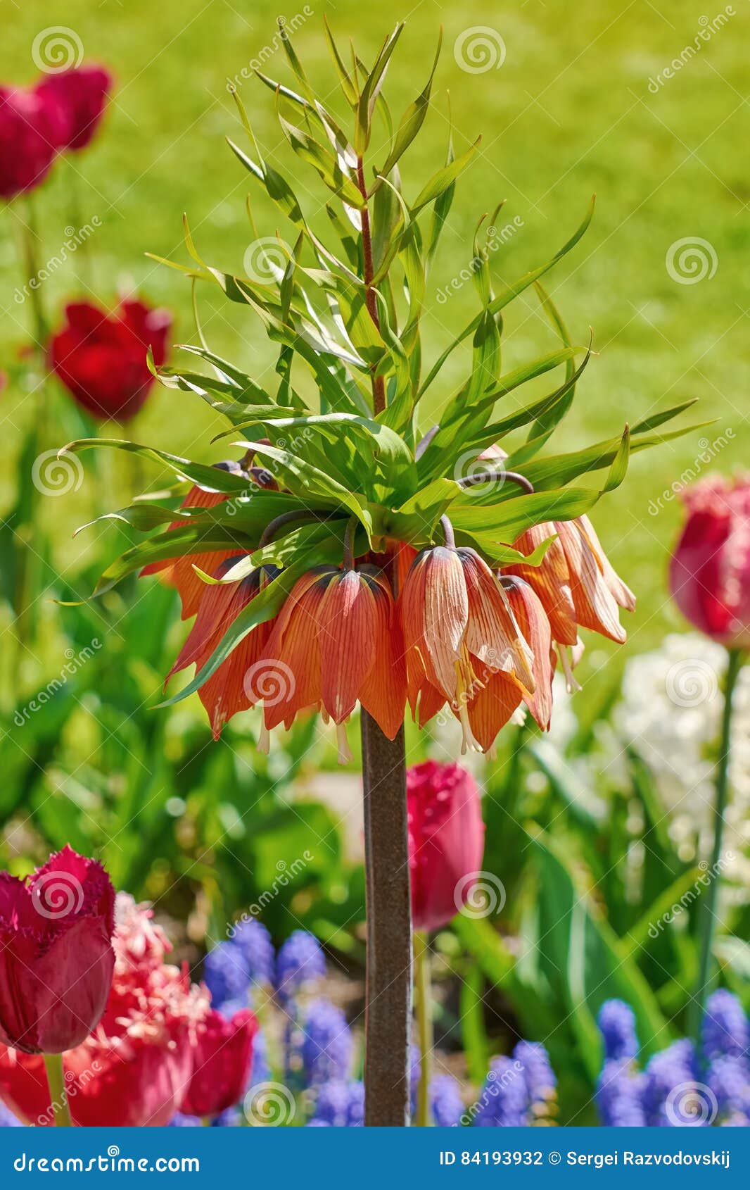 Flor imperial da coroa foto de stock. Imagem de folhas - 84193932
