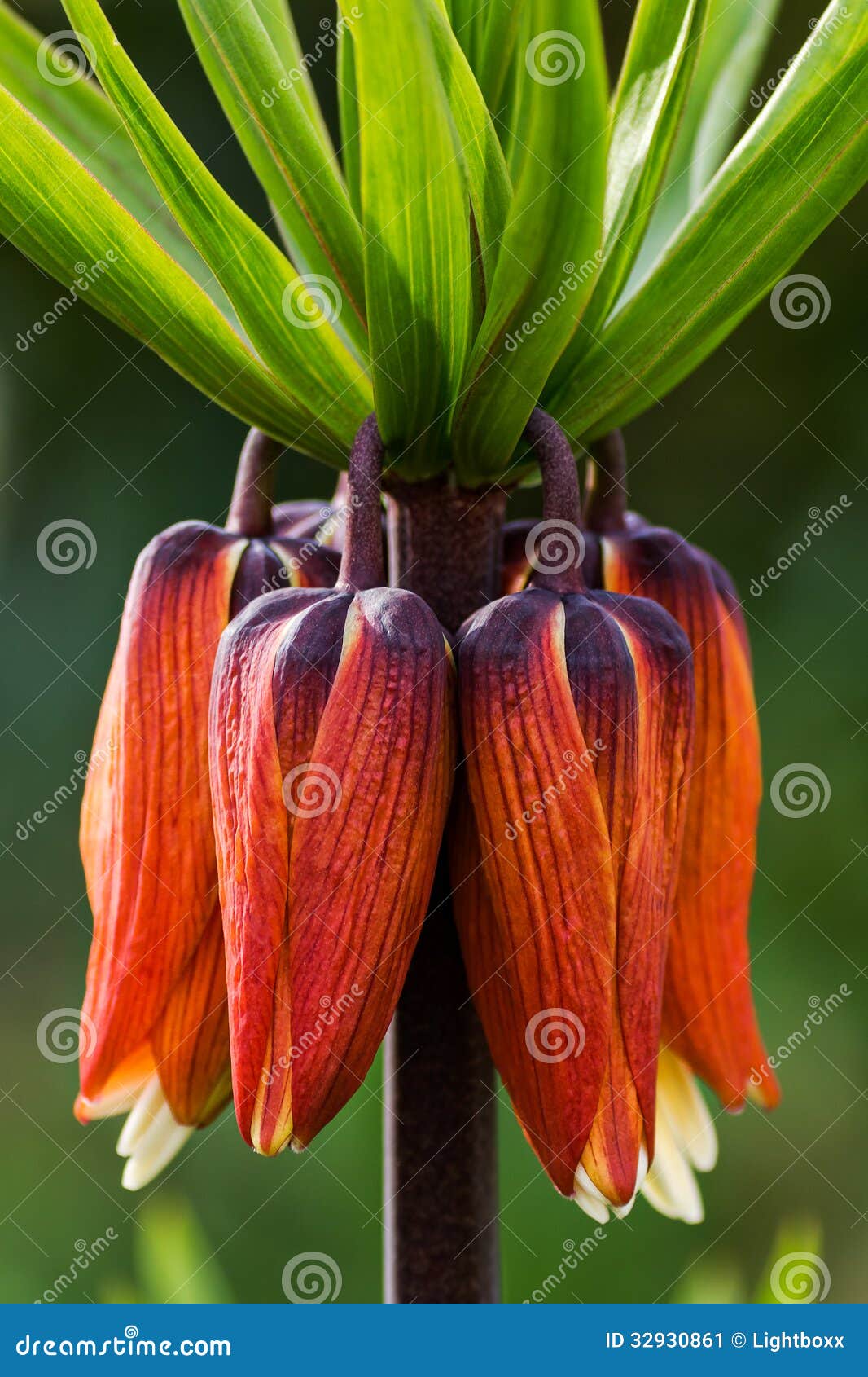 Flor Imperial Da Coroa - Kaiserkrone Imagem de Stock - Imagem de ...