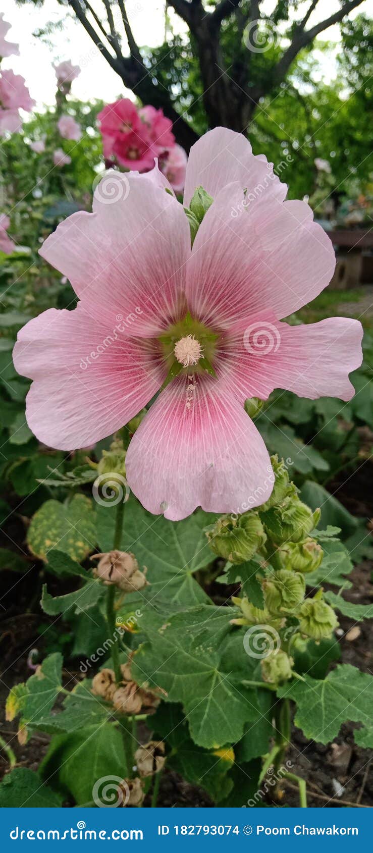 Flor incompleta. foto de archivo. Imagen de alimento - 182793074