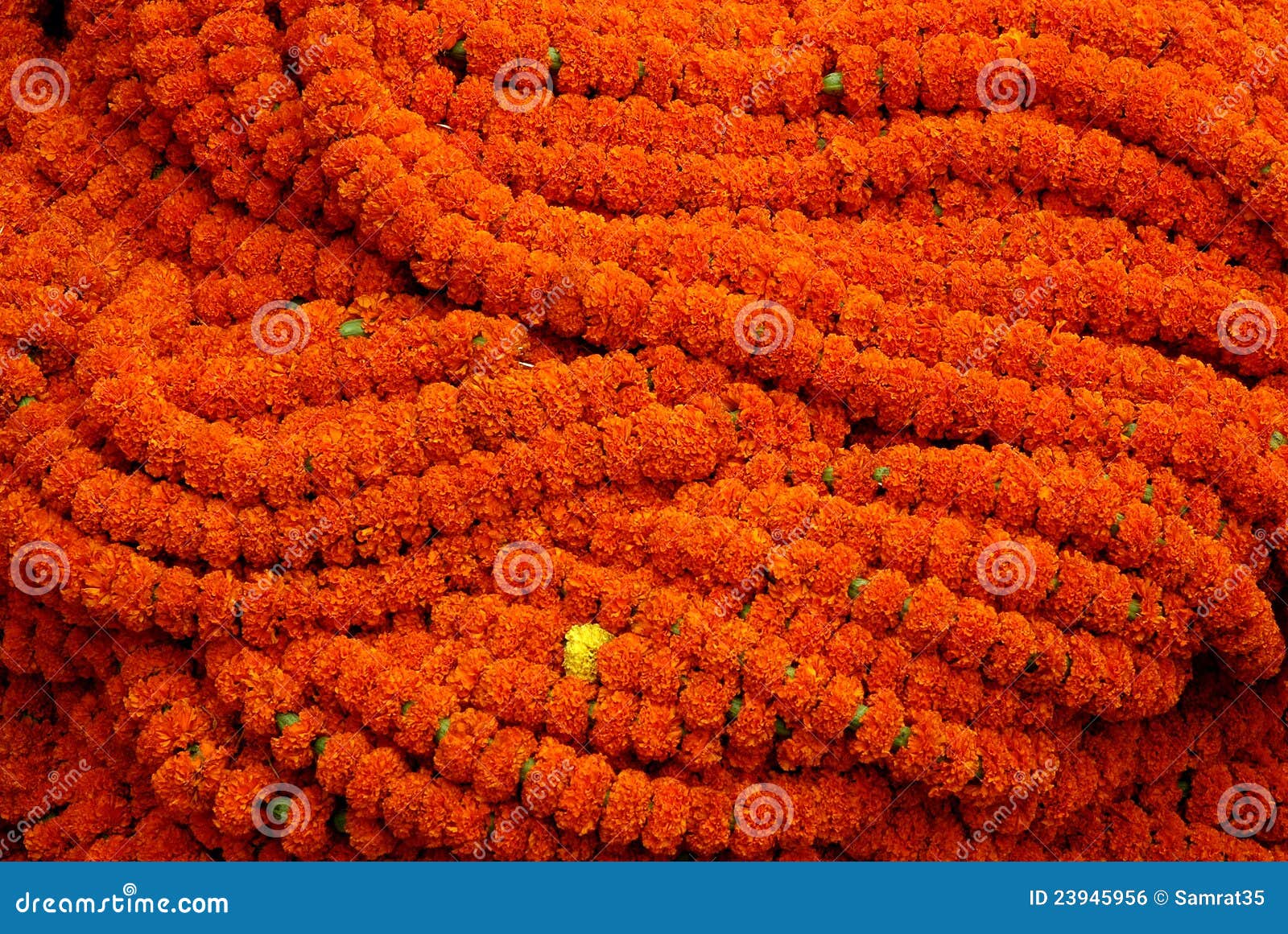 Flor india foto de archivo. Imagen de anaranjado, flora - 23945956